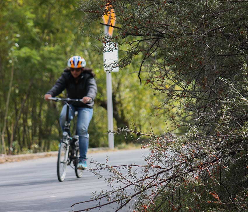 Suru on a Bicycle - Roots
